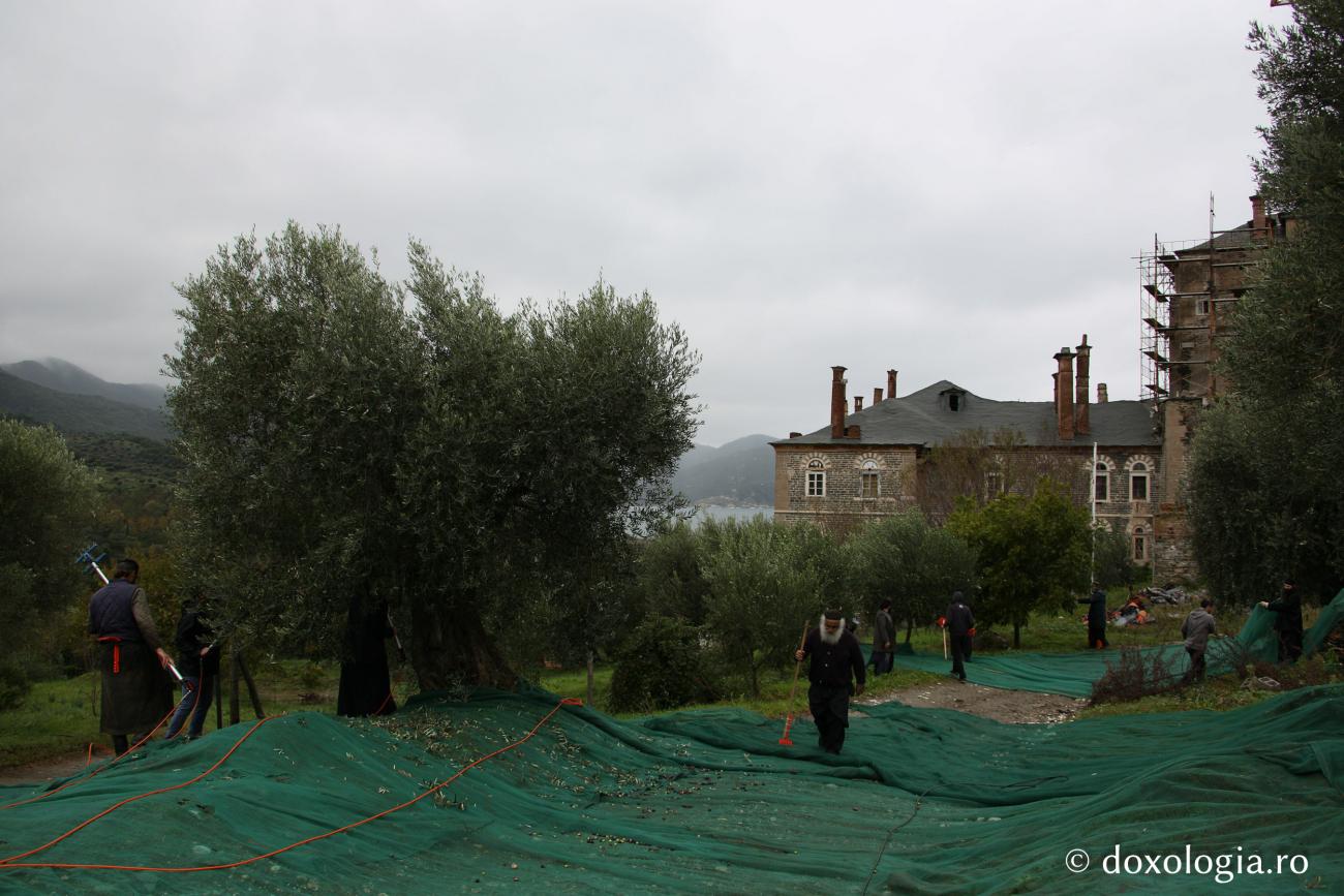 (Foto) Culesul măslinilor în Sfântul Munte Athos | Doxologia