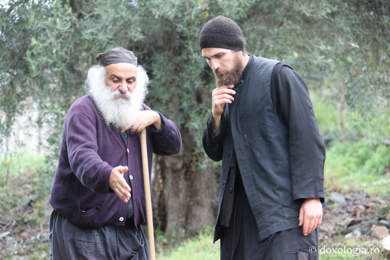 (Foto) Culesul măslinilor în Sfântul Munte Athos | Doxologia