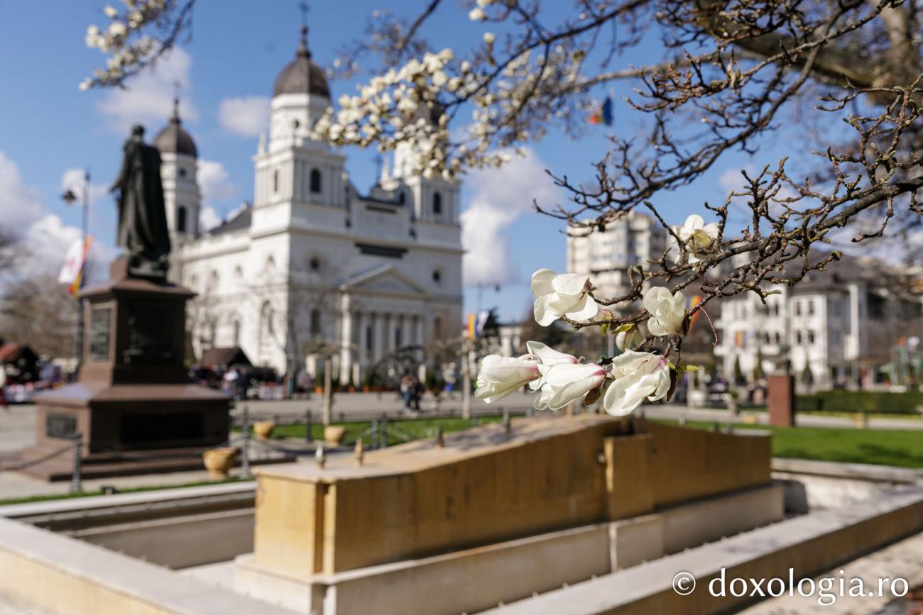 (Foto) Magnolia de la Primărie – an de an înflorește și îmbracă în ...