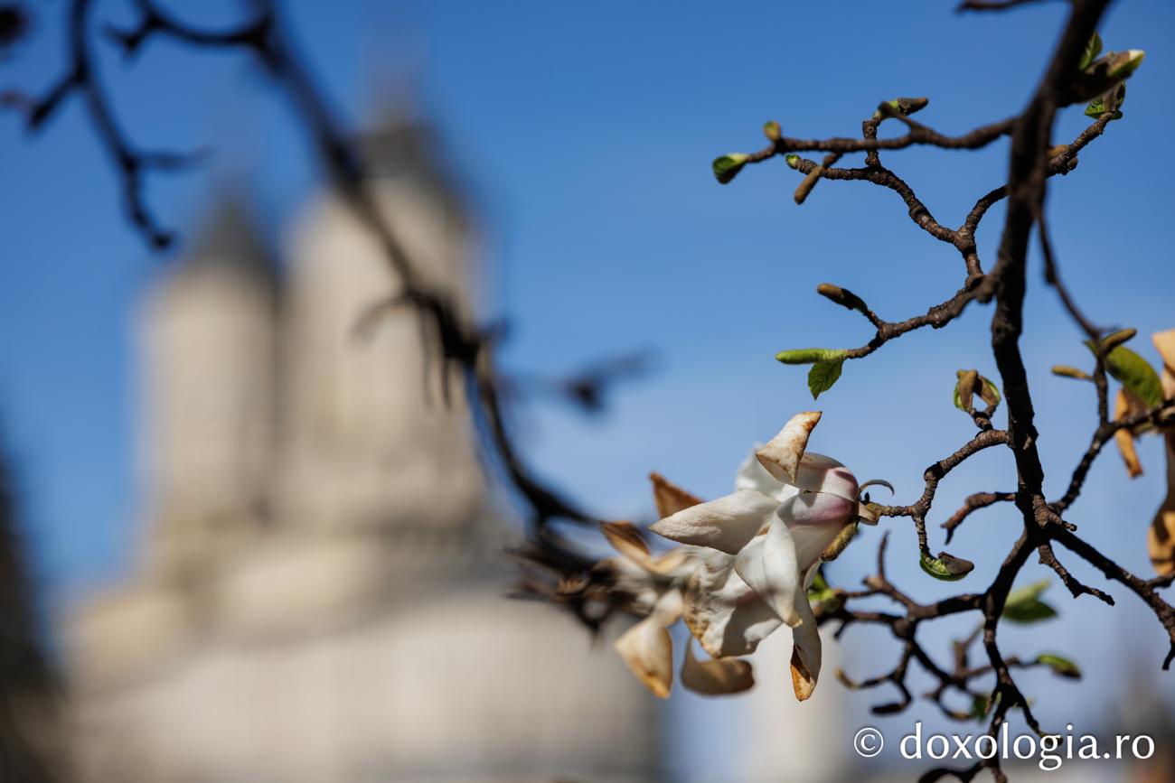 (Foto) Iașul înflorit, la începutul Săptămânii Mari | Doxologia